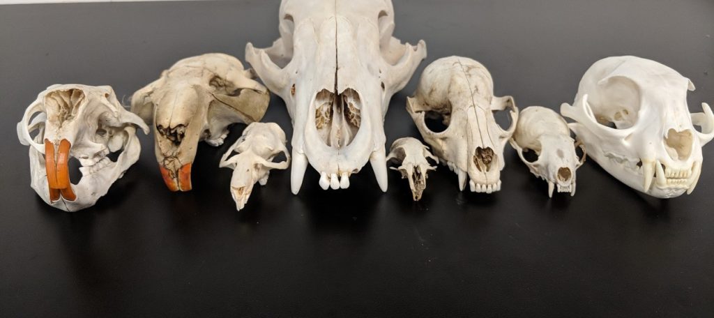 Skulls_cropped - Matson's Laboratory